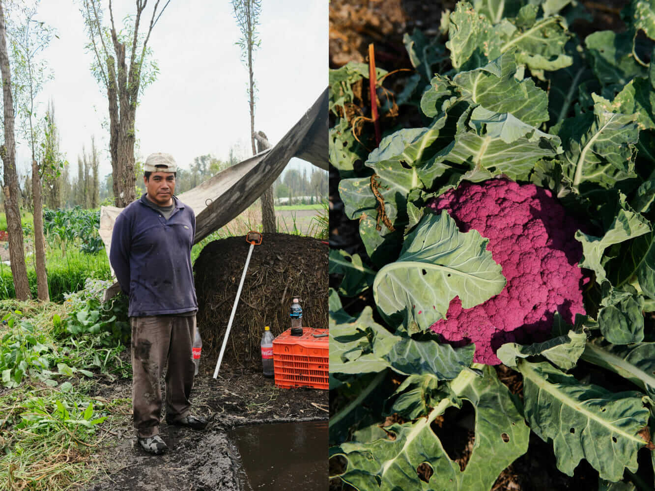PHOTO ESSAY: The Last Floating Farms of Mexico City - Modern Farmer