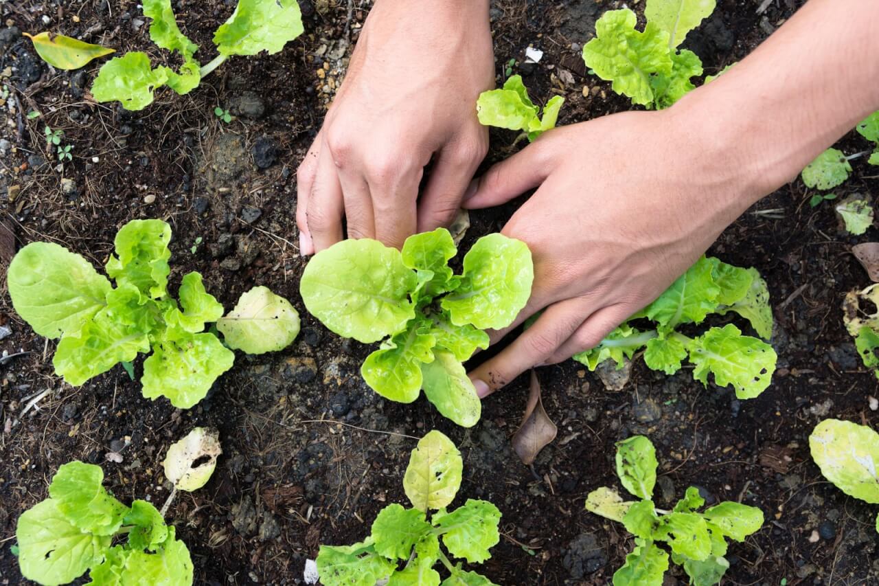 Horticultural Therapy to the Rescue - Modern Farmer