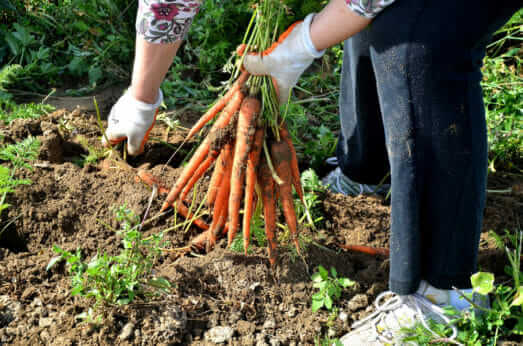 Spotlight On the Organization Connecting Your Extra Veggies to a Food ...