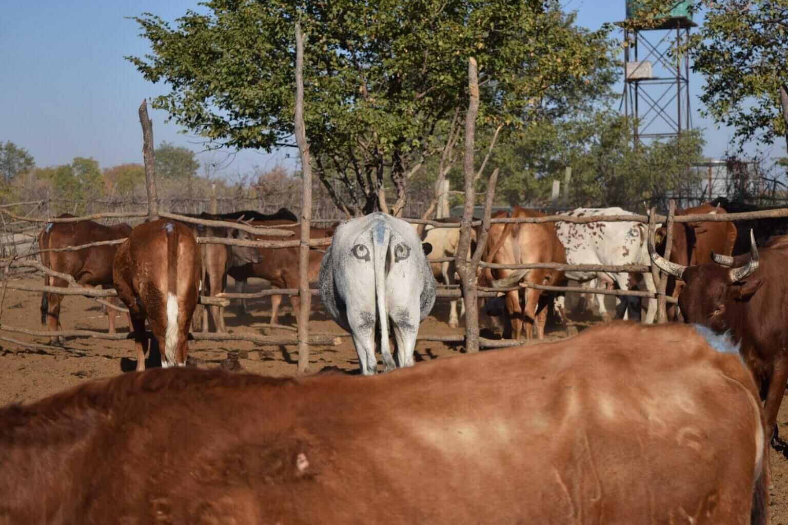 Painting Eyes On Cows’ Butts Can Scare Away Predators - Modern Farmer