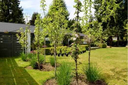 Tiny Orchards & Potted Fruit Trees - Modern Farmer