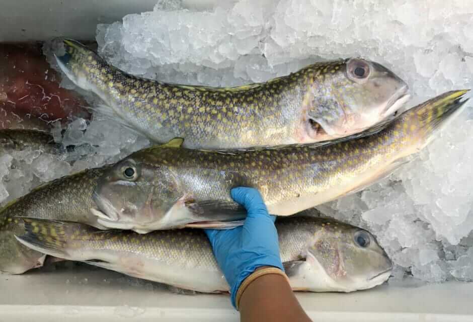 Welcome to Fishadelphia - Modern Farmer