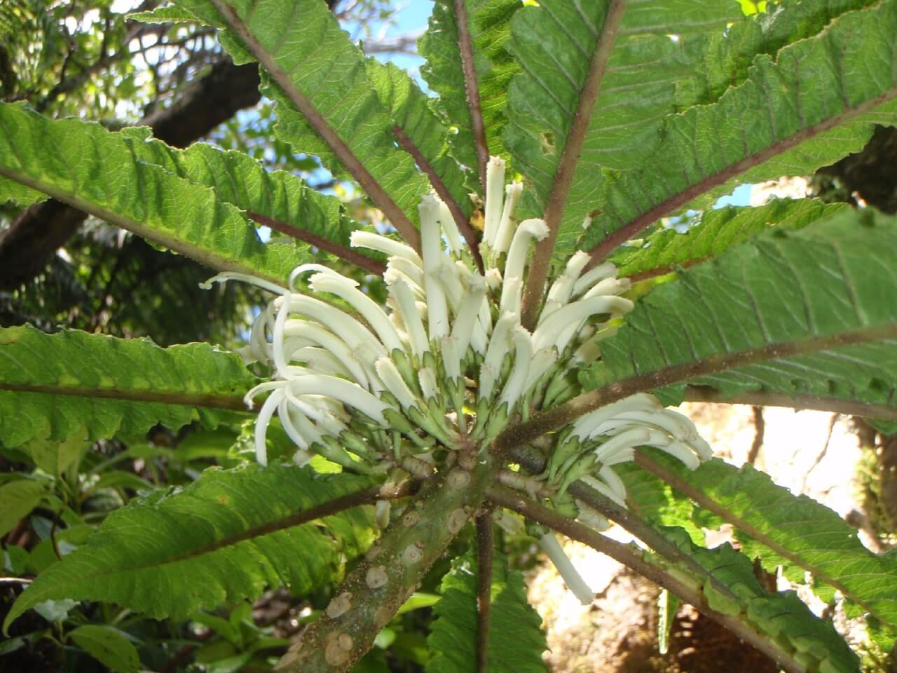 7 Weird and Wonderful Plants Discovered in 2020 - Modern Farmer