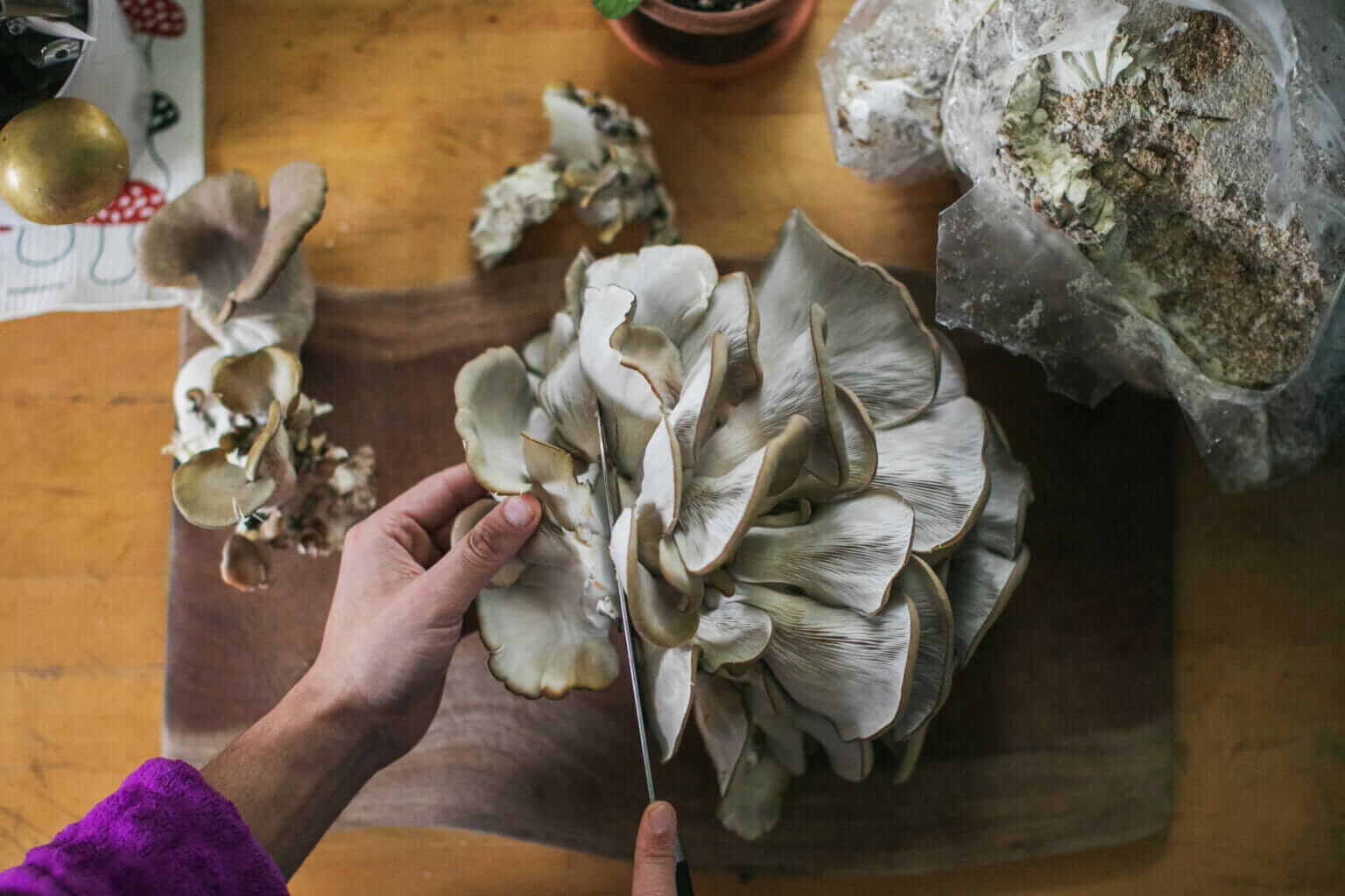 Home Gardeners Discover the Fun of Growing Fungi - Modern Farmer