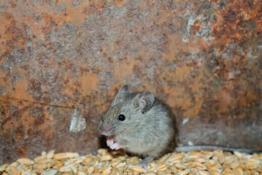 Australian Farmers Struggle Through a Plague of Mice - Modern Farmer