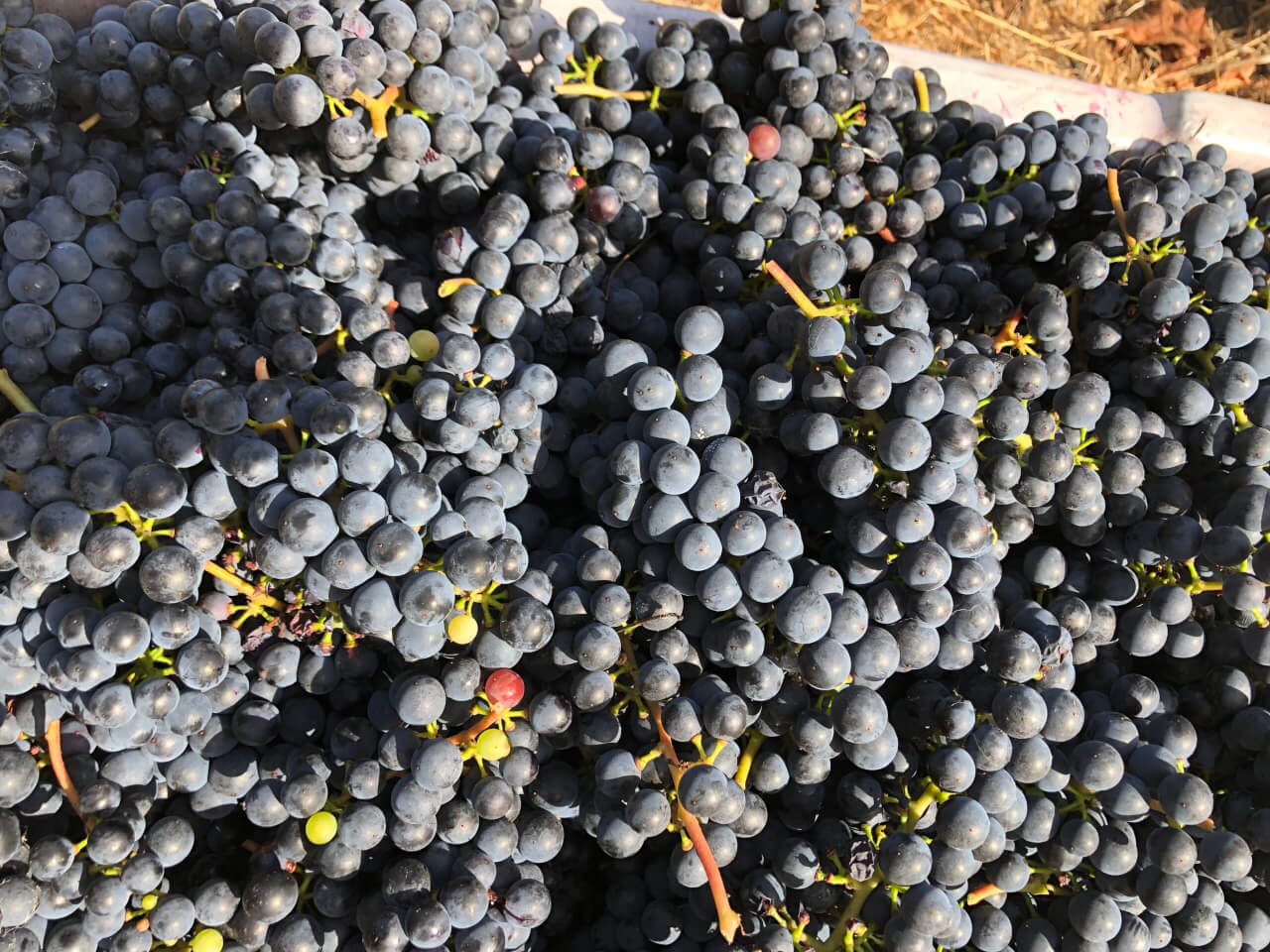 American Wineries Look to Elevate Hybrid Grapes - Modern Farmer