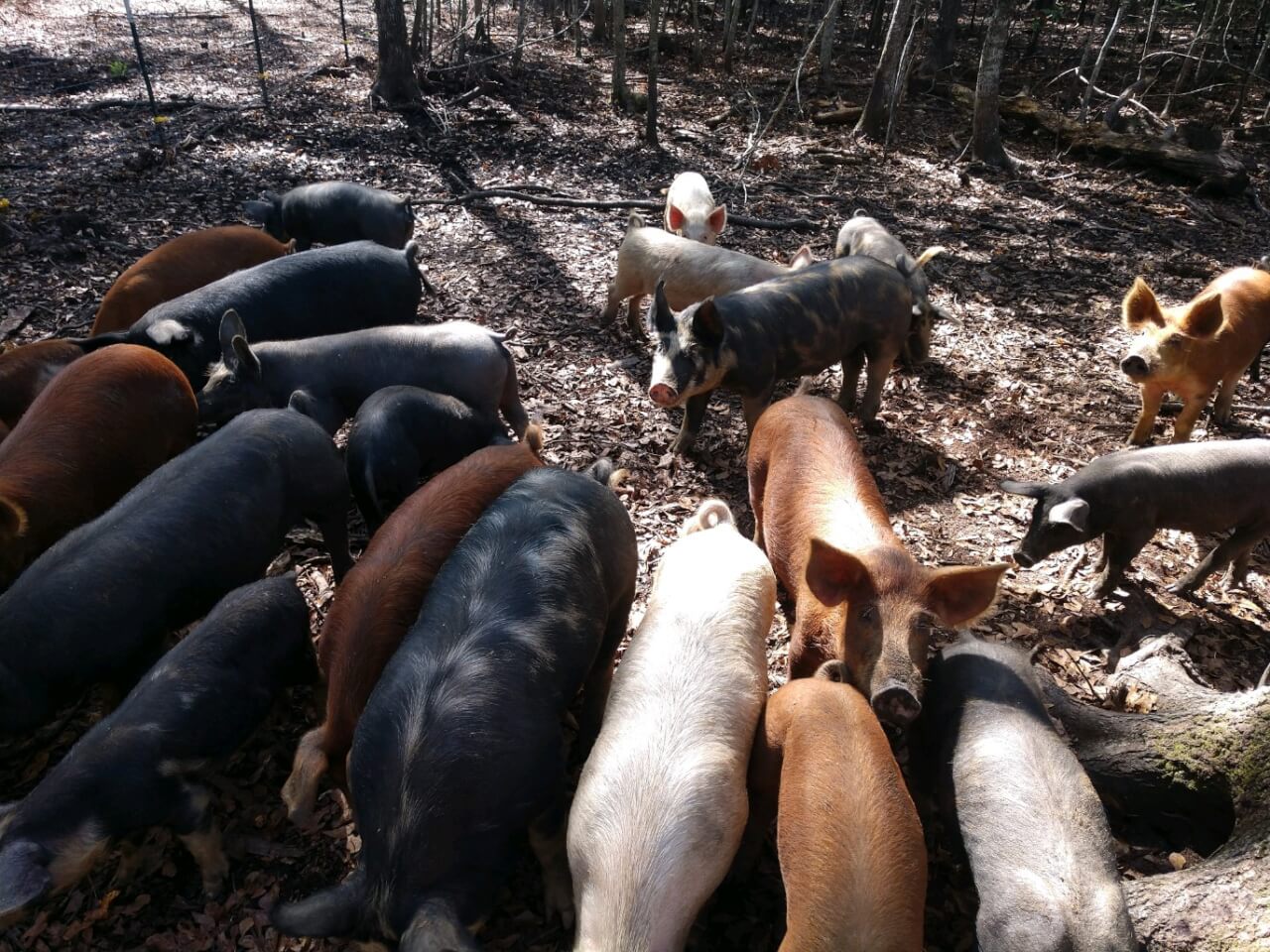 Meet the Modern Farmer: Peculiar Pig Farm - Modern Farmer