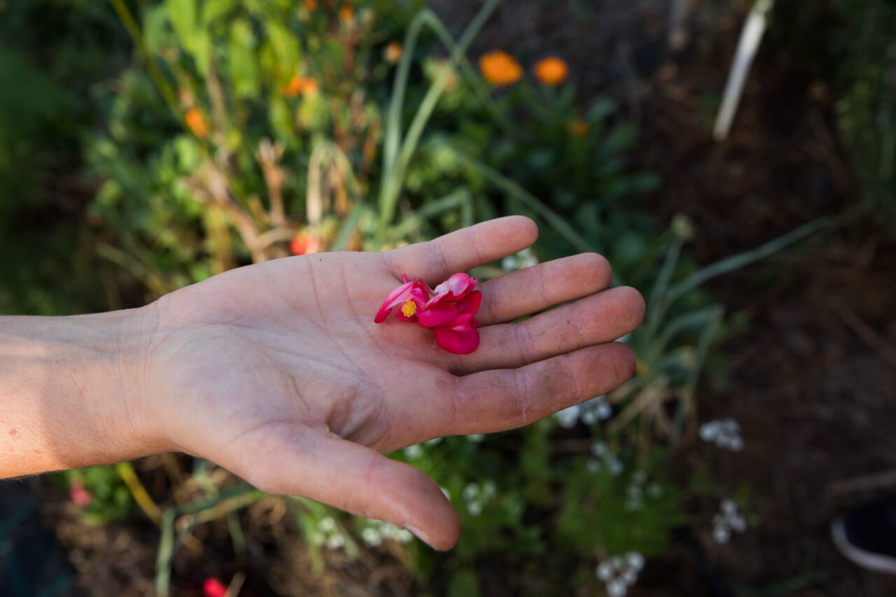 Meet Laura of Flaura, Tenerife’s Edible Flower Farmer - Modern Farmer
