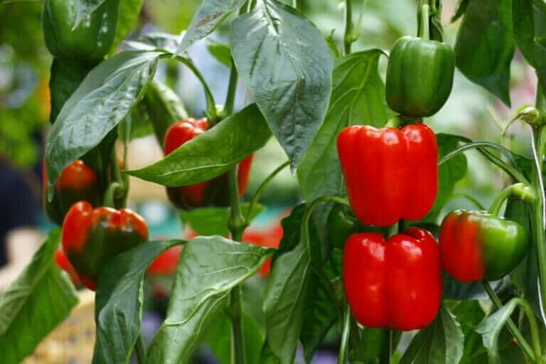 12 Vegetables You Can Still Plant in June - Modern Farmer