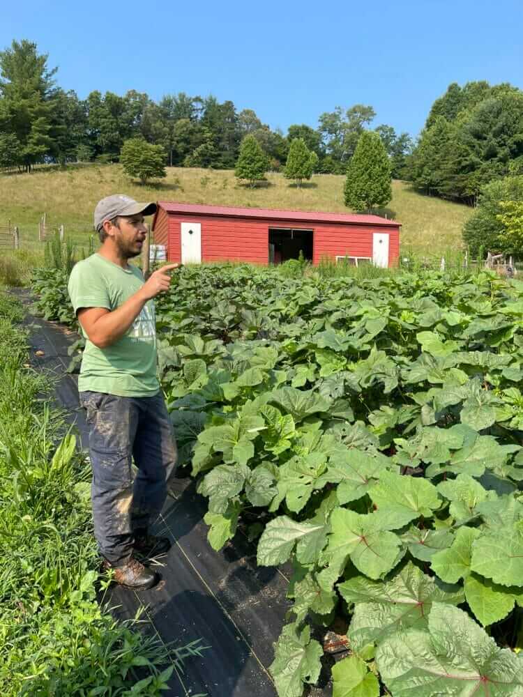 An Ode to Heirloom Okra - Modern Farmer