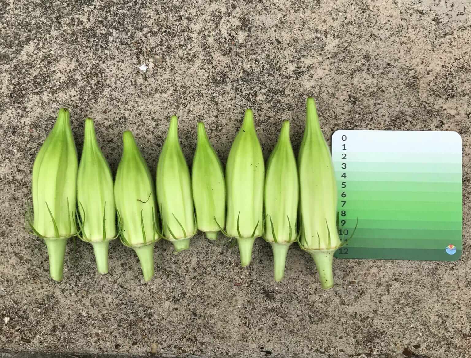 An Ode to Heirloom Okra - Modern Farmer