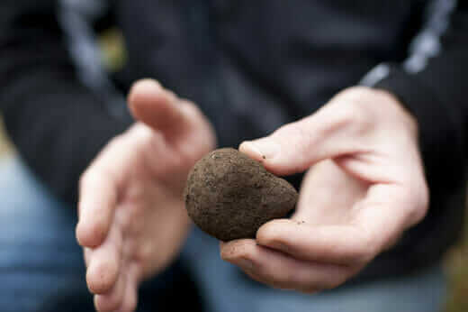 How Australia is Demystifying the Secretive World of Truffles - Modern ...