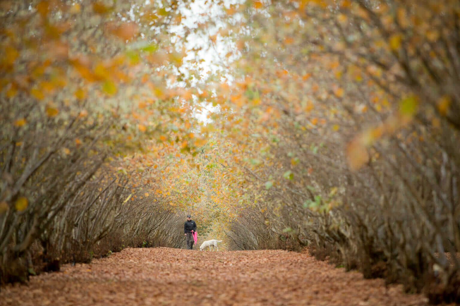 How Australia is Demystifying the Secretive World of Truffles - Modern ...