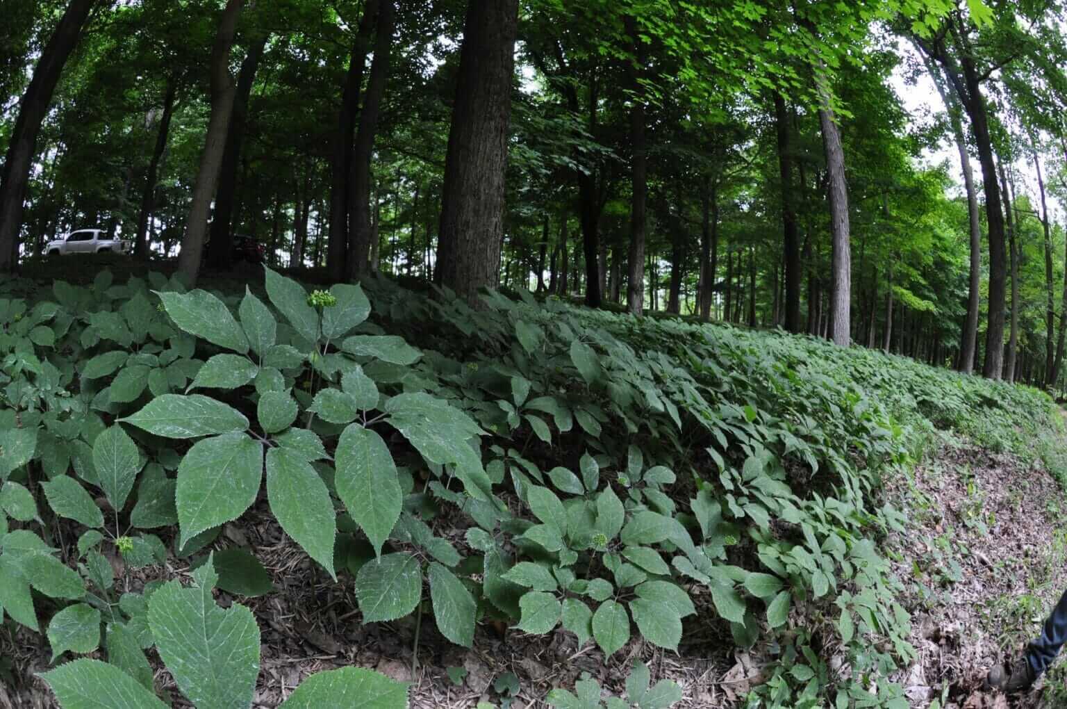 Getting to the Root of Ginseng Farming’s Impact on Native Plant ...