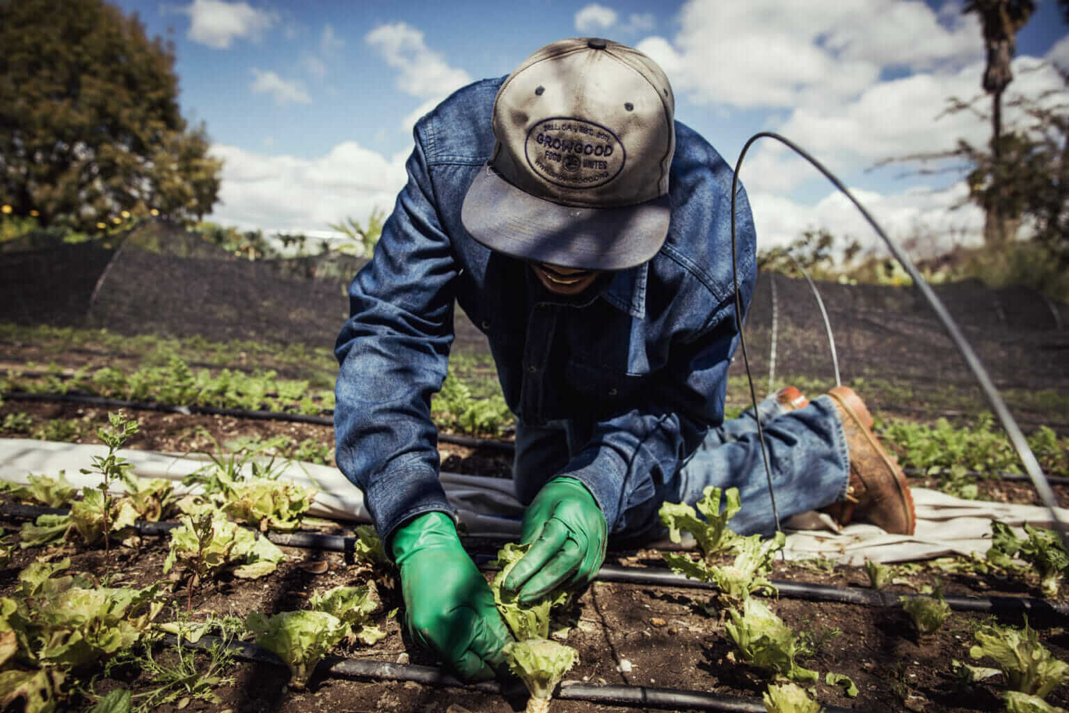 This Urban Farm Is Small But Mighty - Modern Farmer