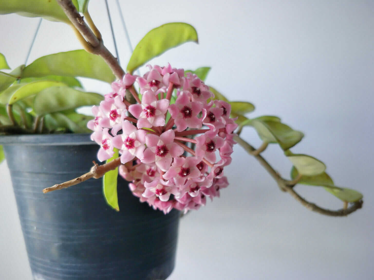 5 Rare Plants That Are Surprisingly Easy to Care For - Modern Farmer