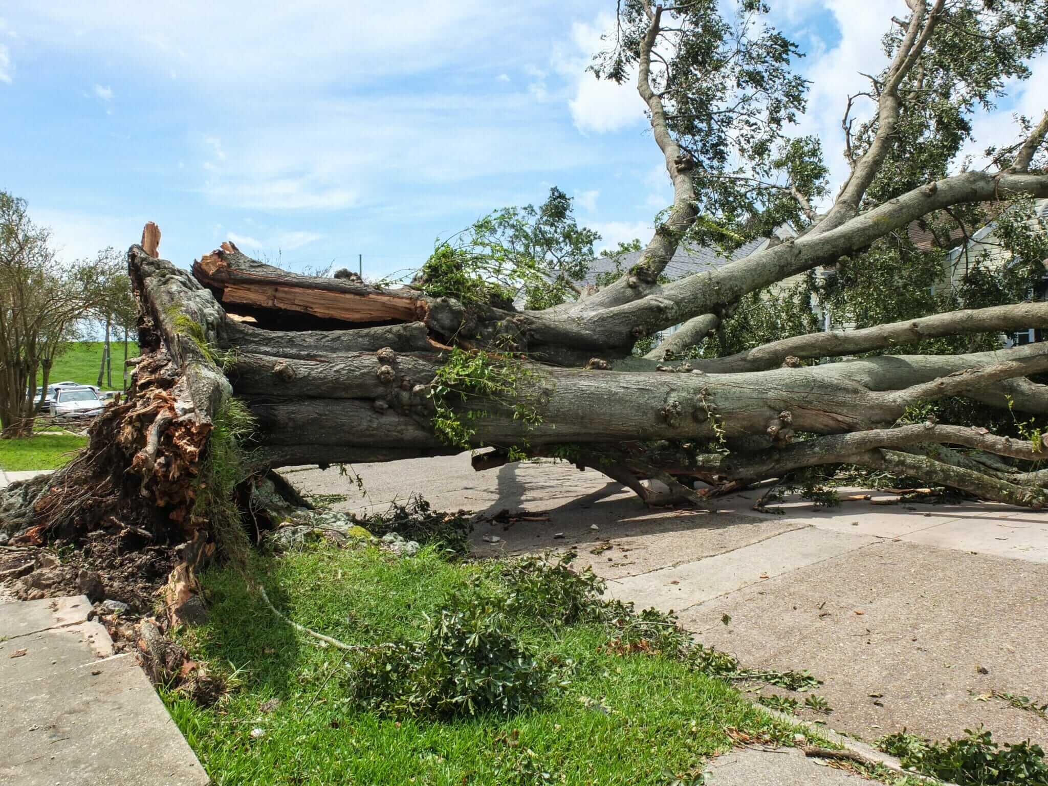 How Has Hurricane Ida Affected Agriculture and Food? - Modern Farmer