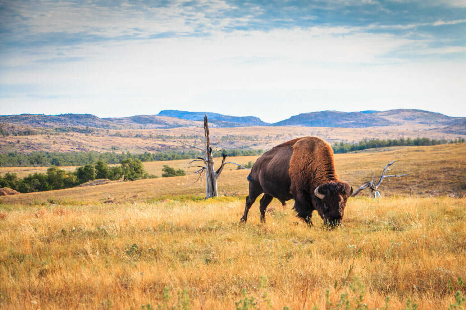 USDA Accepts More Than 2.5 Million Acres in Grassland Conservation ...