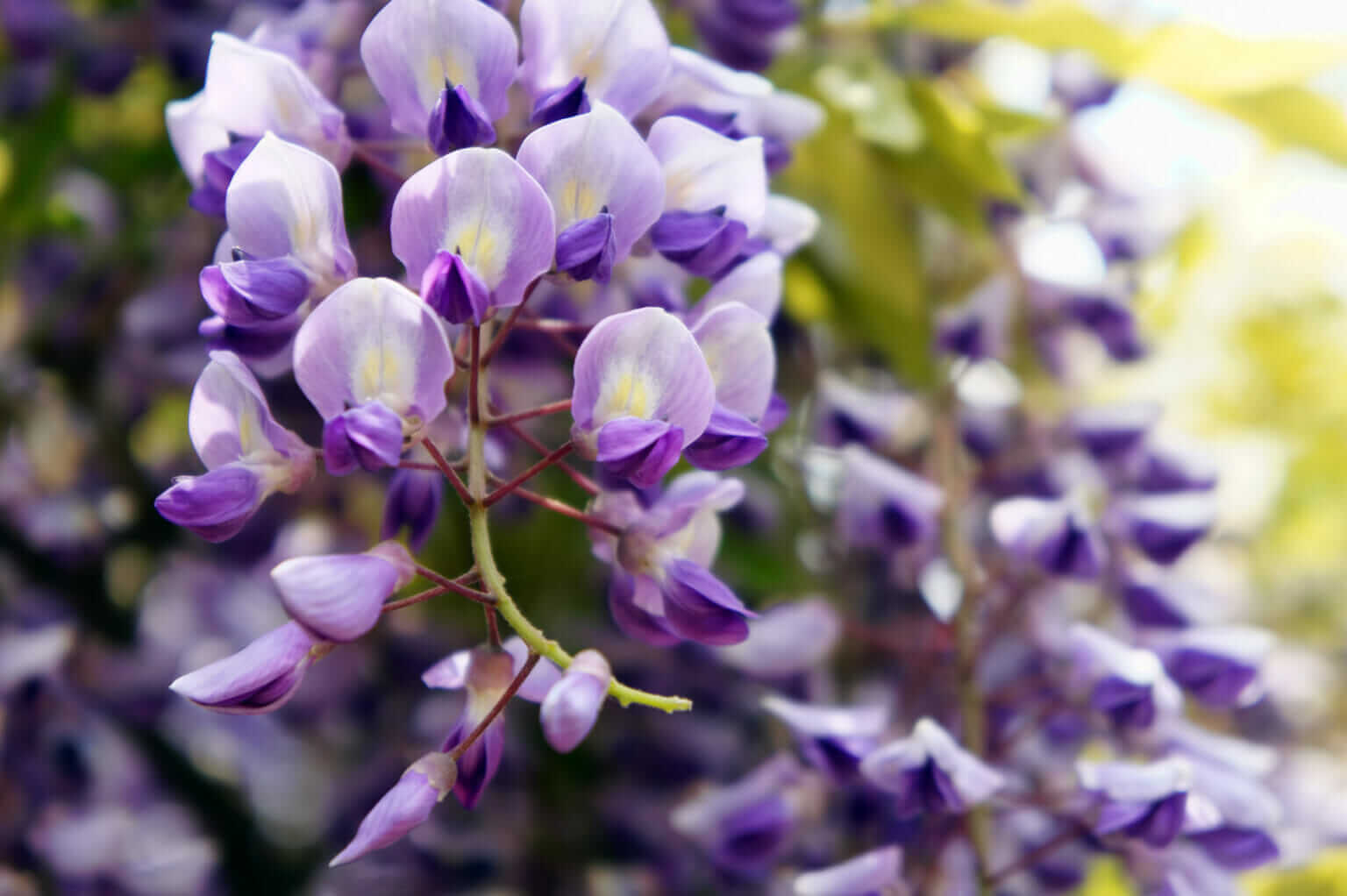 How to Design a Moon Garden - Modern Farmer