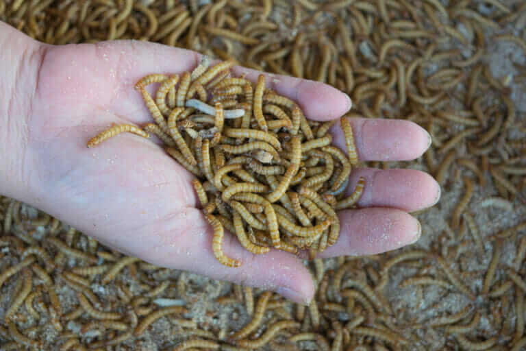 Is It Ethical to Farm Insects for Food? - Modern Farmer