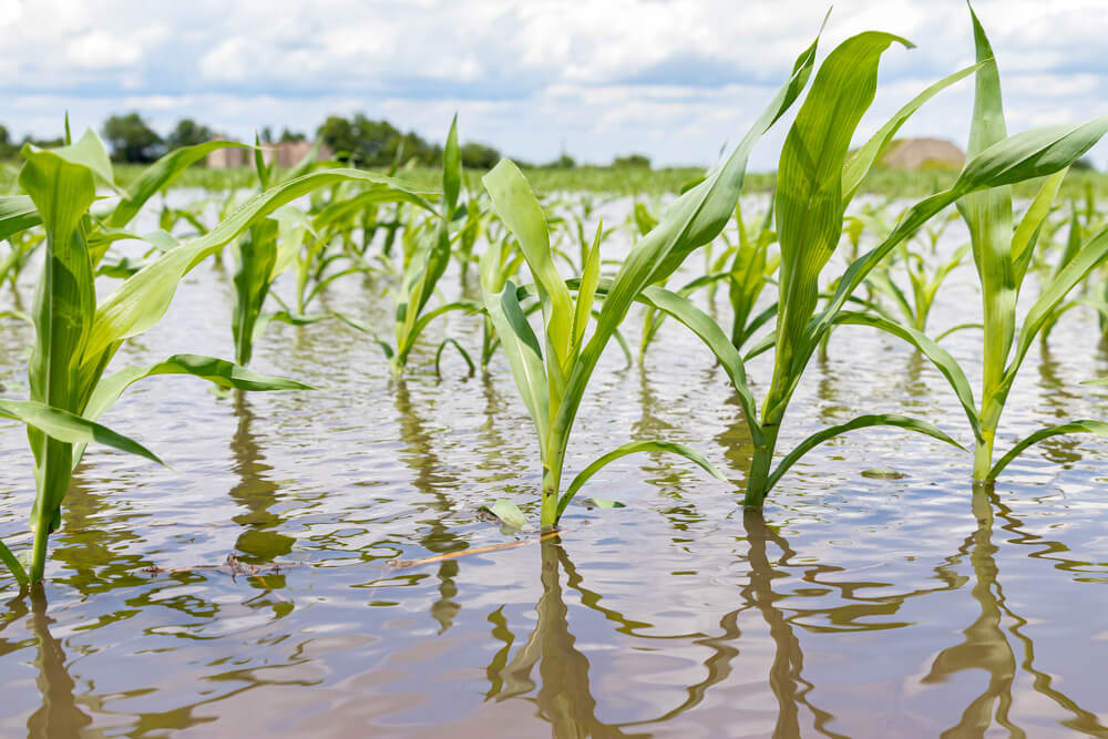 Climate Change Is Intensifying The Effects Of Fertilizer Runoff Climate Change Is Intensifying The Effects Of Fertilizer Runoff