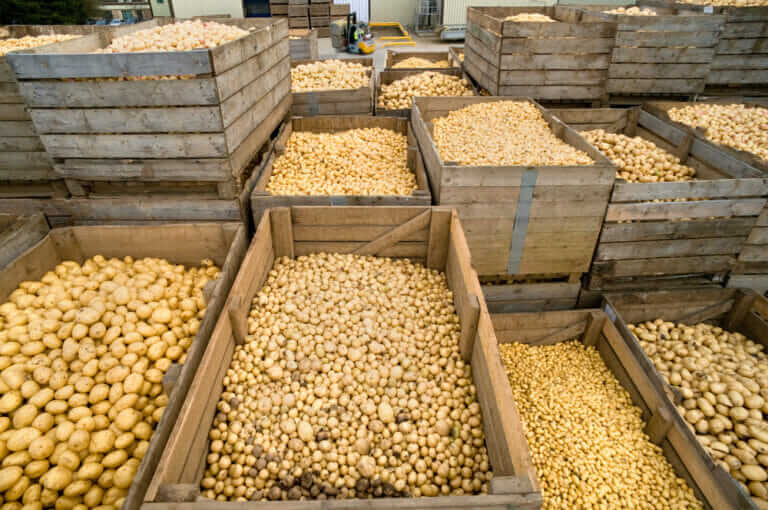 Canada Halts Exports of Prince Edward Island Potatoes - Modern Farmer