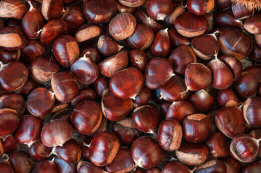 The Great American Chestnut Tree Revival - Modern Farmer