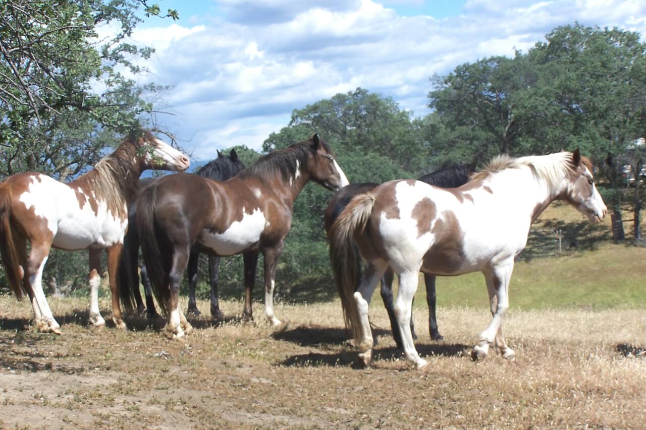 Wilbur-Cruce Horses: The Biggest Secret in Ranching - Modern Farmer