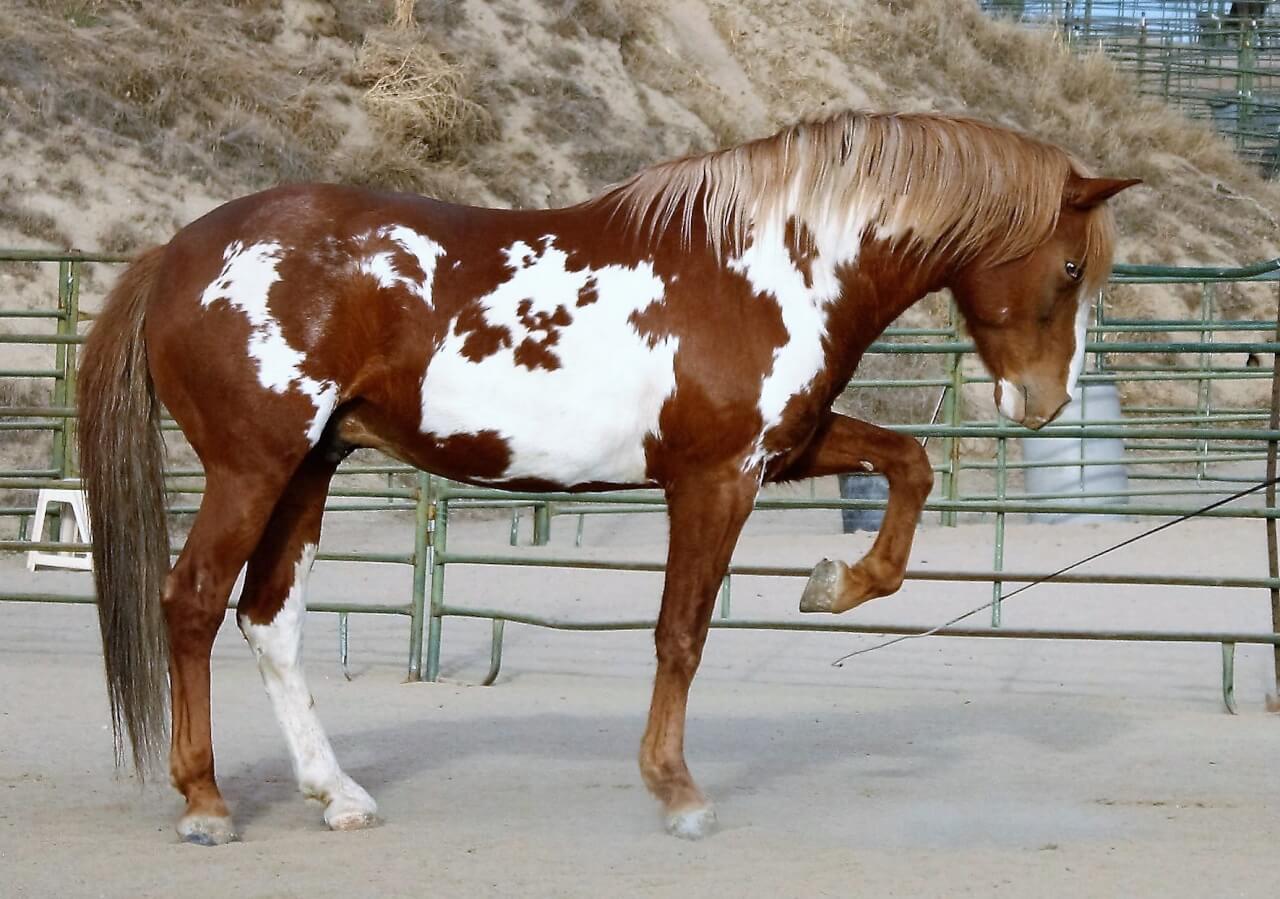 Wilbur-Cruce Horses: The Biggest Secret in Ranching - Modern Farmer