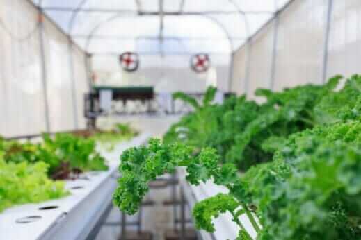 11 Great Crops to Grow In Your Greenhouse - Modern Farmer