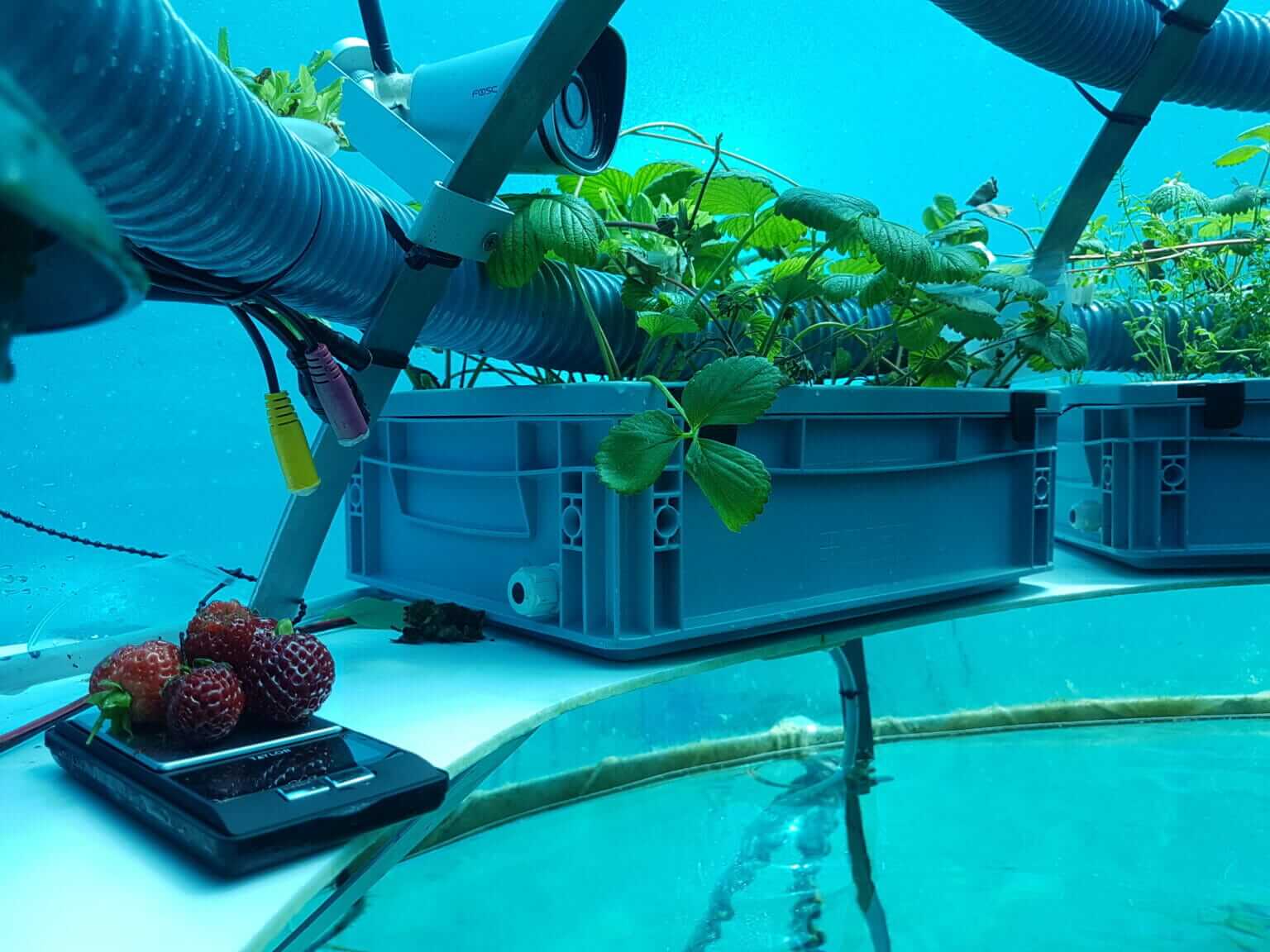 An Underwater Produce Garden Flourishes Beneath the Ligurian Sea ...