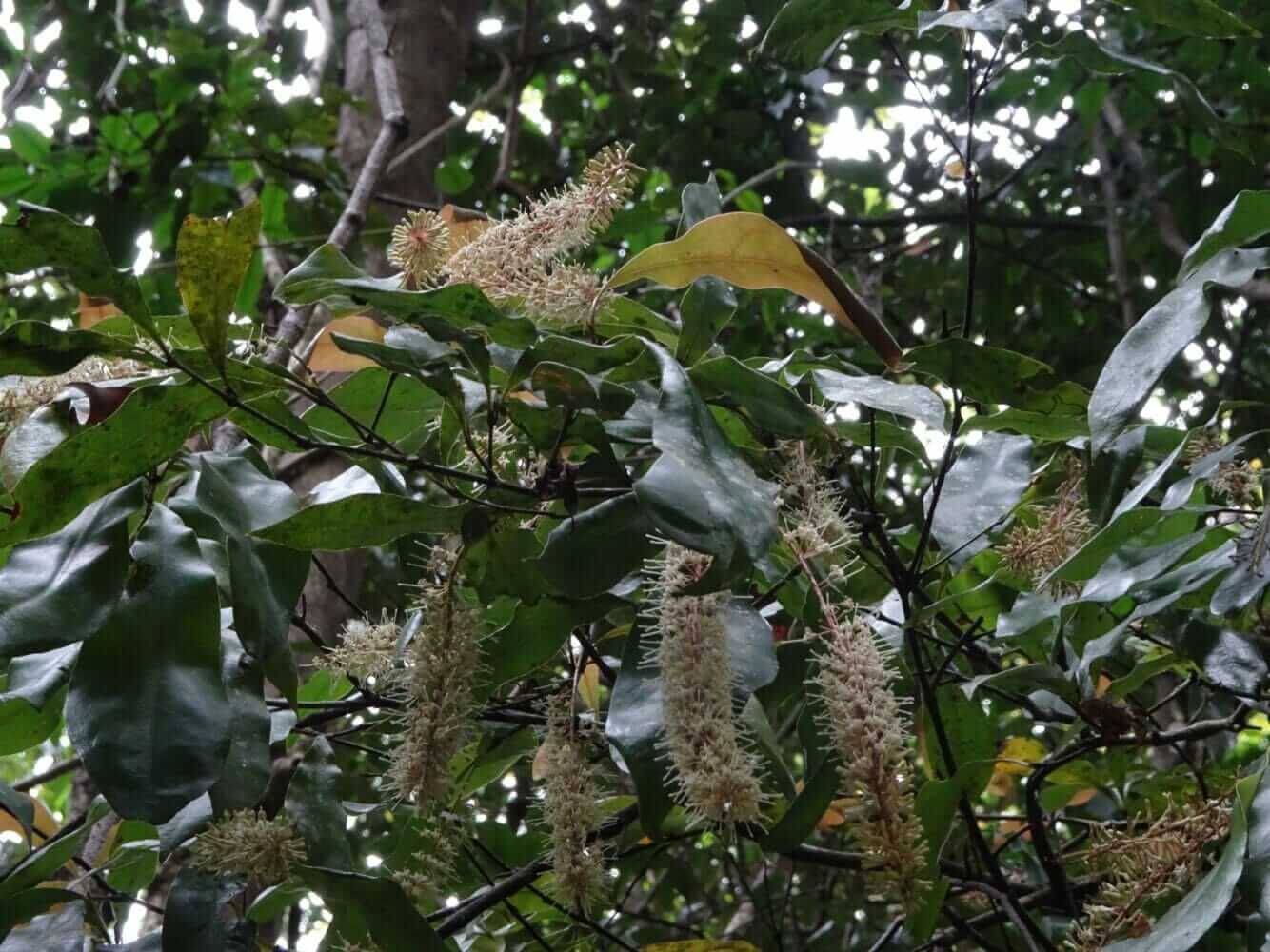 The Plan to Save Australia’s Wild Macadamia Trees - Modern Farmer