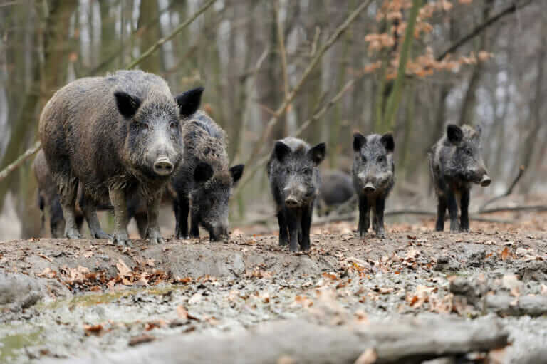 What Will It Take to Tackle America’s Feral Hog Problem? - Modern Farmer