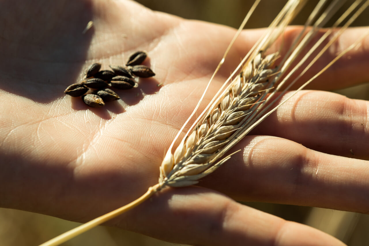 Regional Barley Is Fueling A Single Malt Whiskey Renaissance Modern Regional Barley Is Fueling A Single Malt Whiskey Renaissance Modern