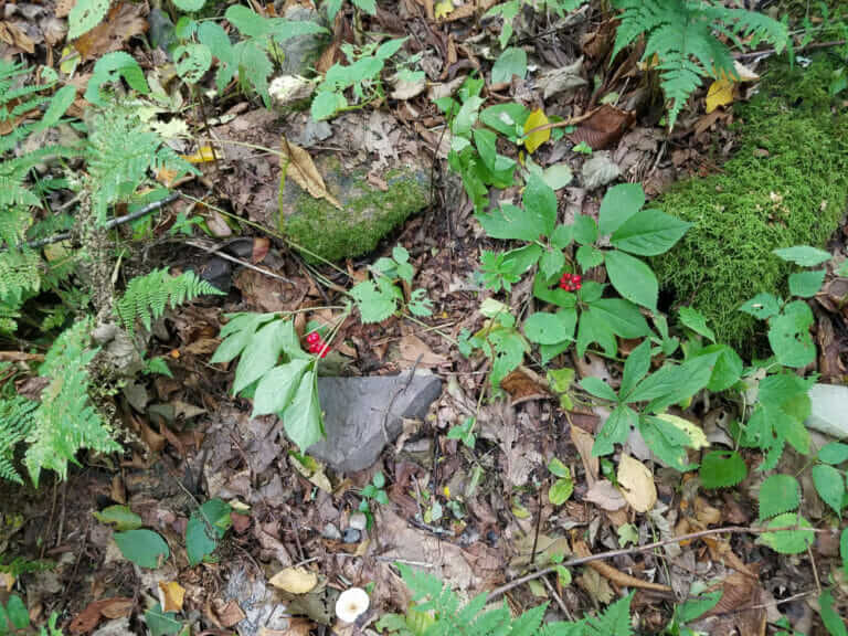 How the Hunt for Wild Ginseng Changed America - Modern Farmer