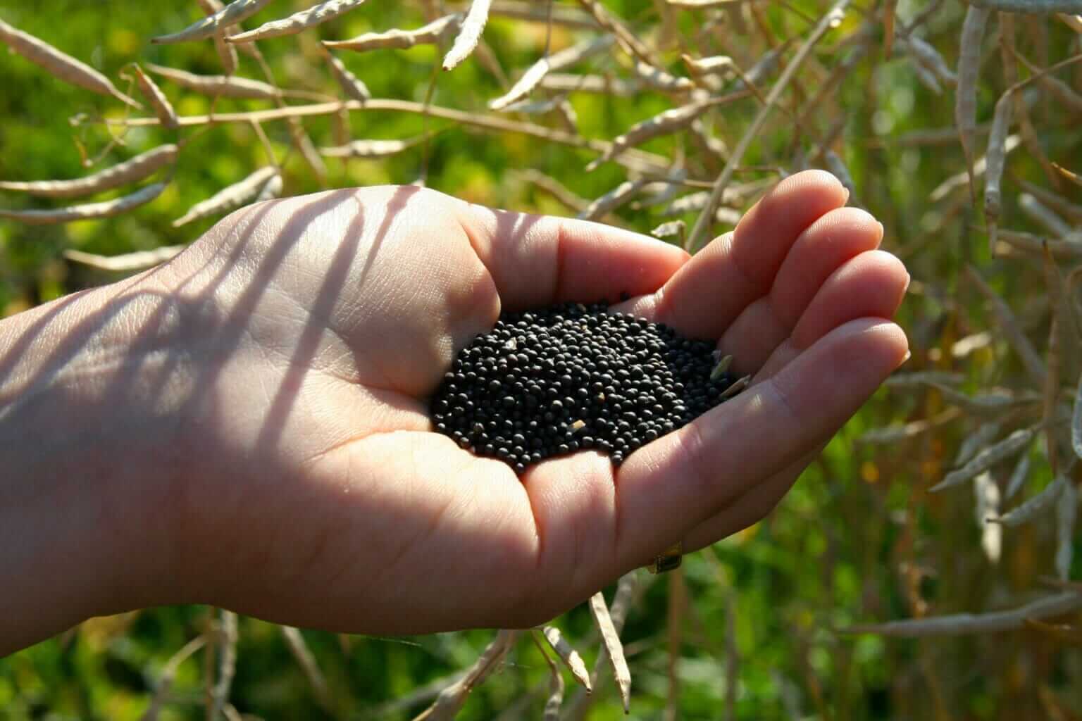 To Meet the Demand for Organic Crops, We Need to Produce More Organic ...