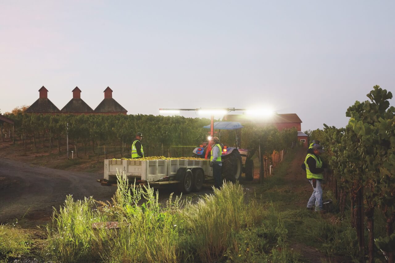 Vineyards Grapple With How to Best Keep Their Workers Safe - Modern Farmer