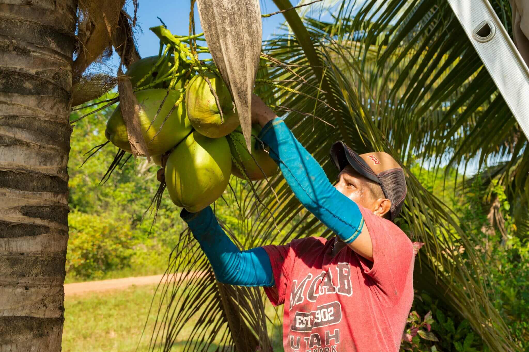 How High-Pressure Processing Is Helping Remote Farmers Bring Fresher ...