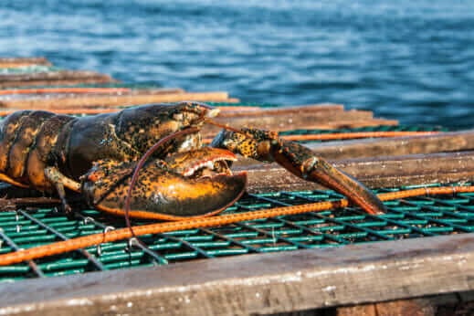 Canadian Indigenous Community to Start Fishing Lobster Without ...