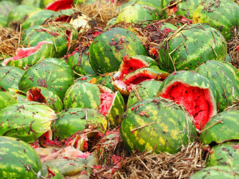 Measuring the True Amount of Food Loss on Farms - Modern Farmer