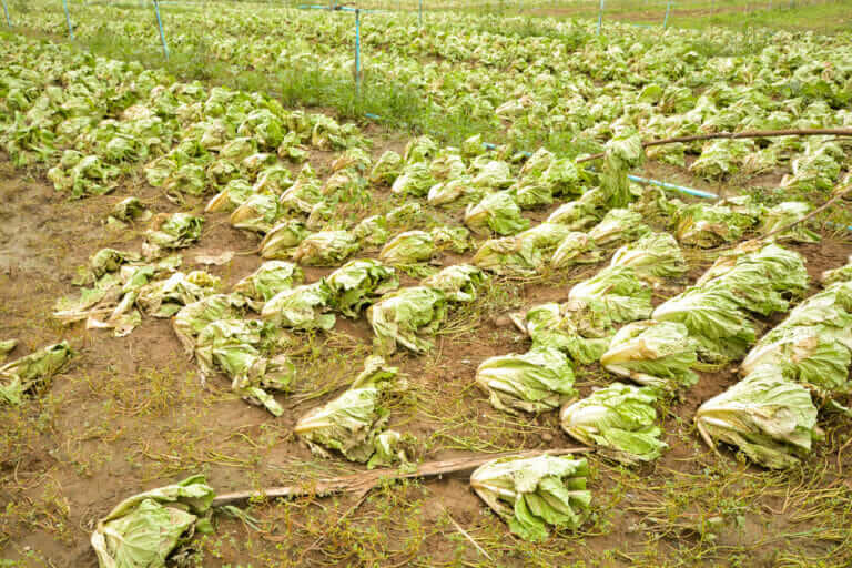 Measuring the True Amount of Food Loss on Farms - Modern Farmer