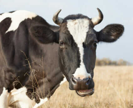 Methane Emissions From Belching Cows Seen From Space - Modern Farmer