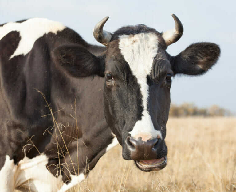 Methane Emissions From Belching Cows Seen From Space - Modern Farmer