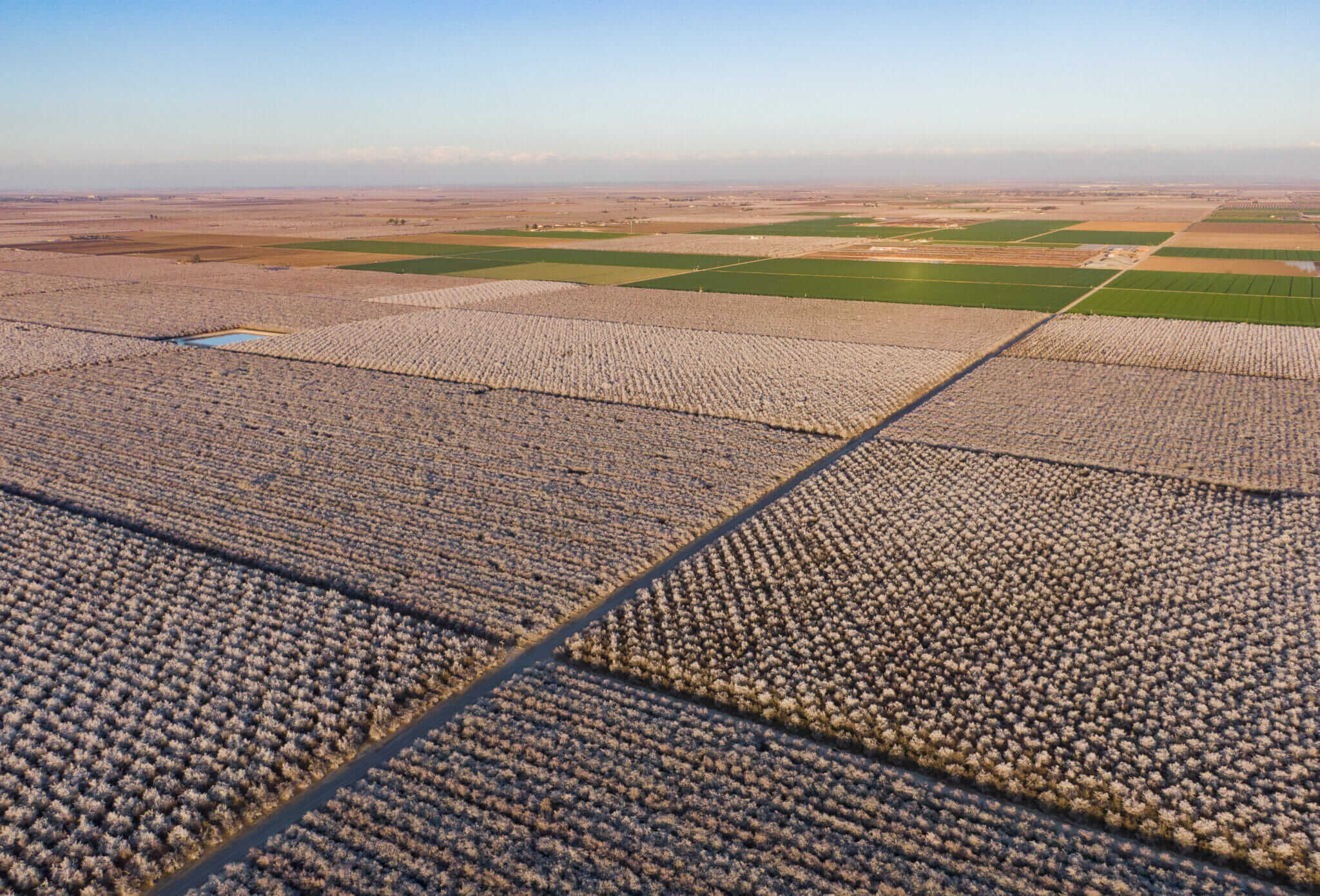What the Future of Almonds Looks Like in a Dry California - Modern Farmer