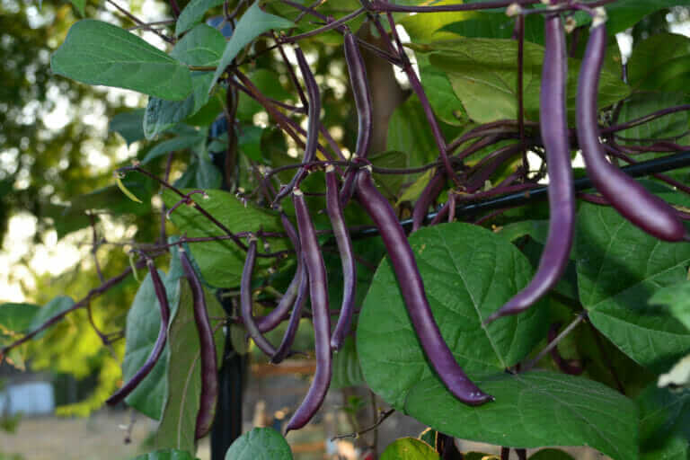 10 Drought-Tolerant Crops to Plant Amid Water Scarcity - Modern Farmer