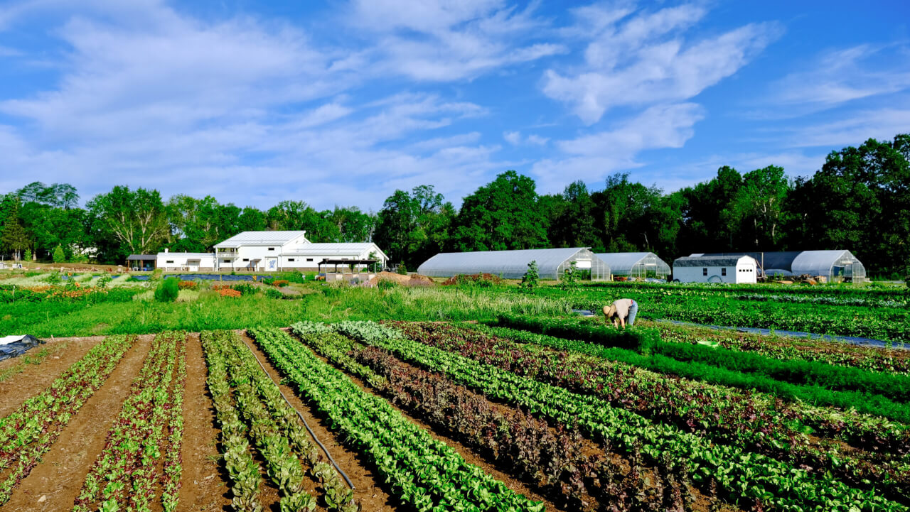Meet the Former Chefs Growing Restaurant-Driven Produce in Suburban ...