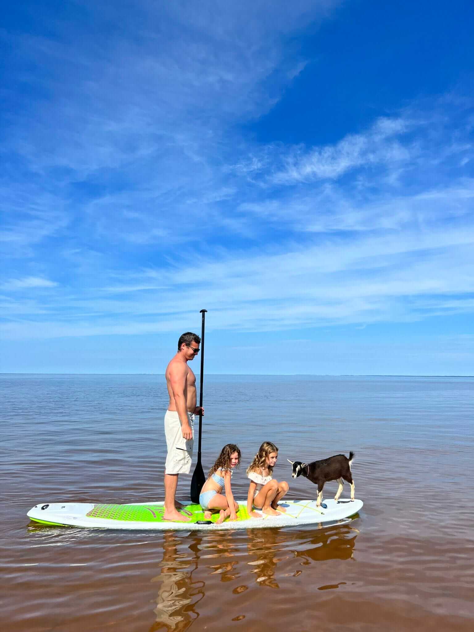 Paddleboarding Goats Make a Splash on Prince Edward Island - Modern Farmer