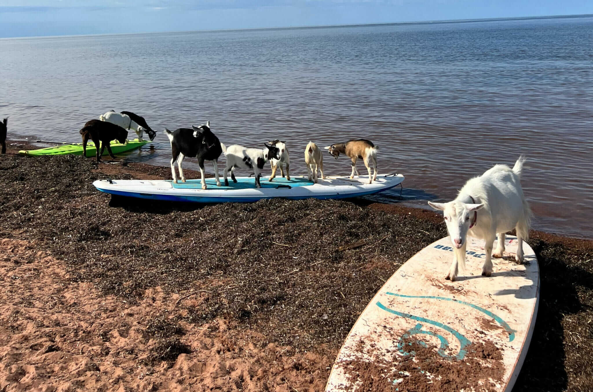 Paddleboarding Goats Make a Splash on Prince Edward Island - Modern Farmer