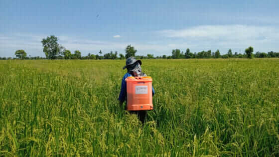 Rice Growers Continue to Battle Weedy Enemy - Modern Farmer