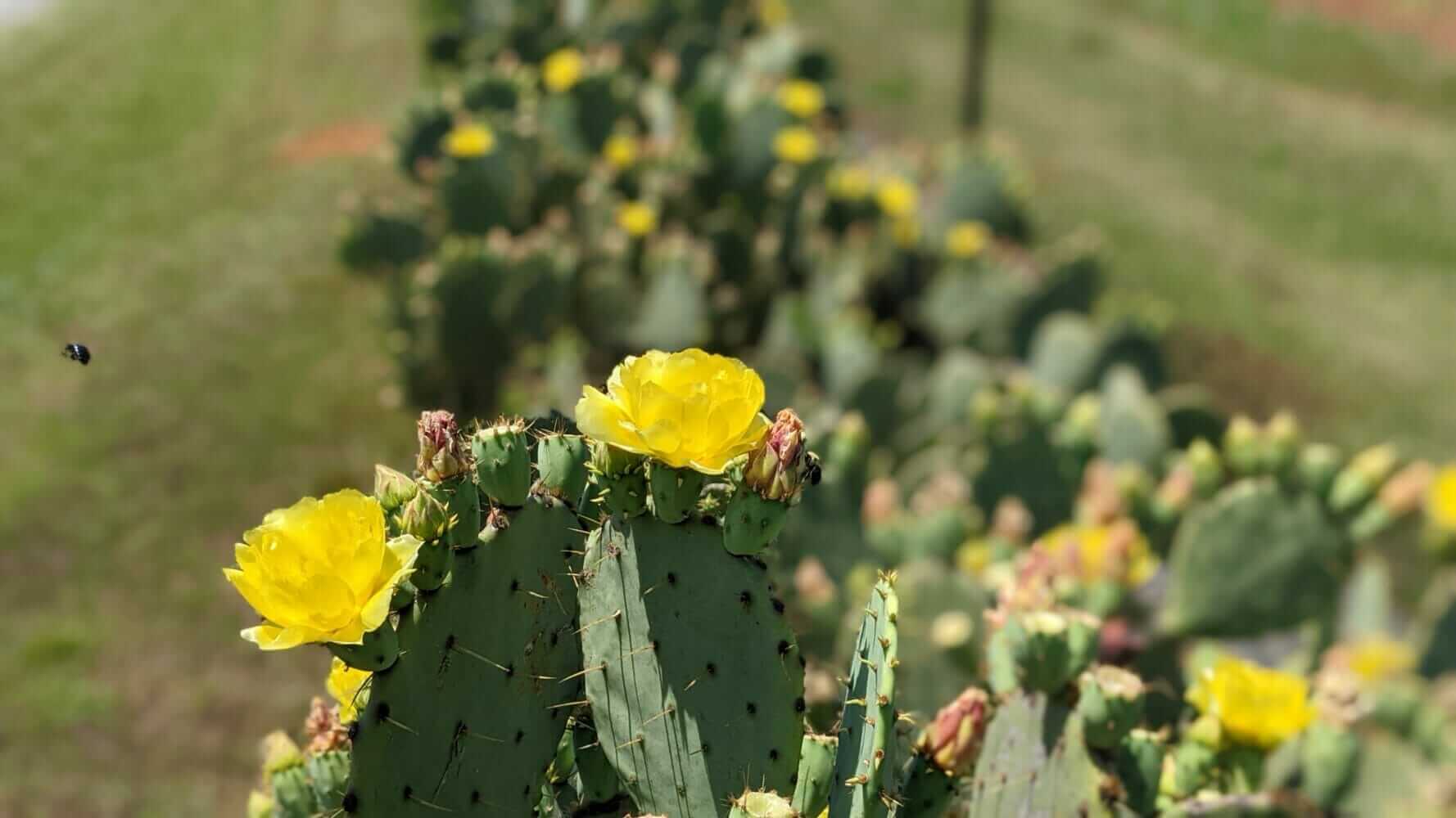 Could Edible Cactus Be the Next Big Specialty Crop? - Modern Farmer